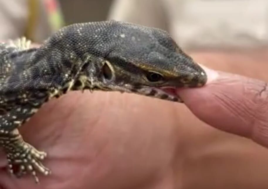 रेंजर ने खुदको लिजर्ड से कटवाया,दिखाया- ये जहरीला नहीं: 1 क्विंटल वजन ...